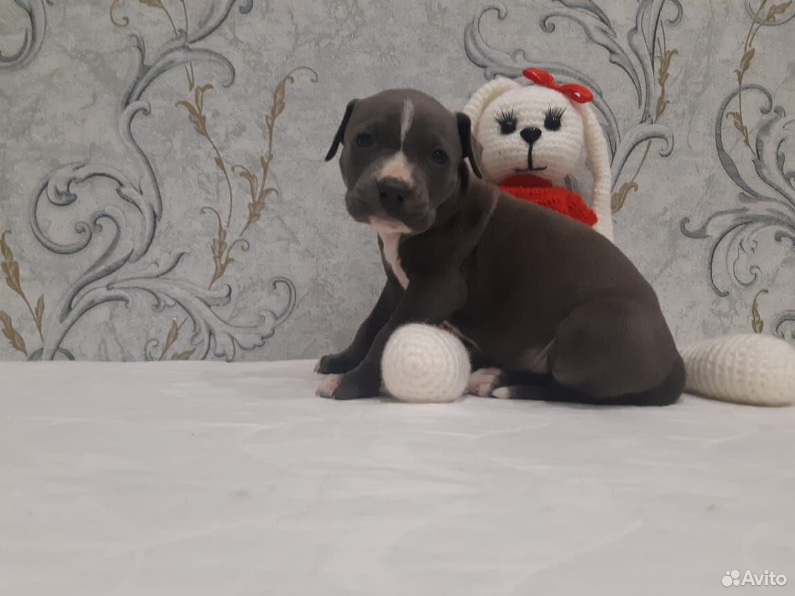 Щенки ам.стафф.Только девочки