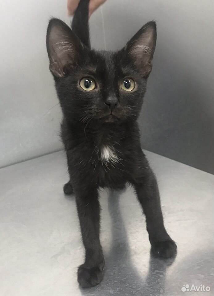 Очаровательный котёнок, 3 месяца