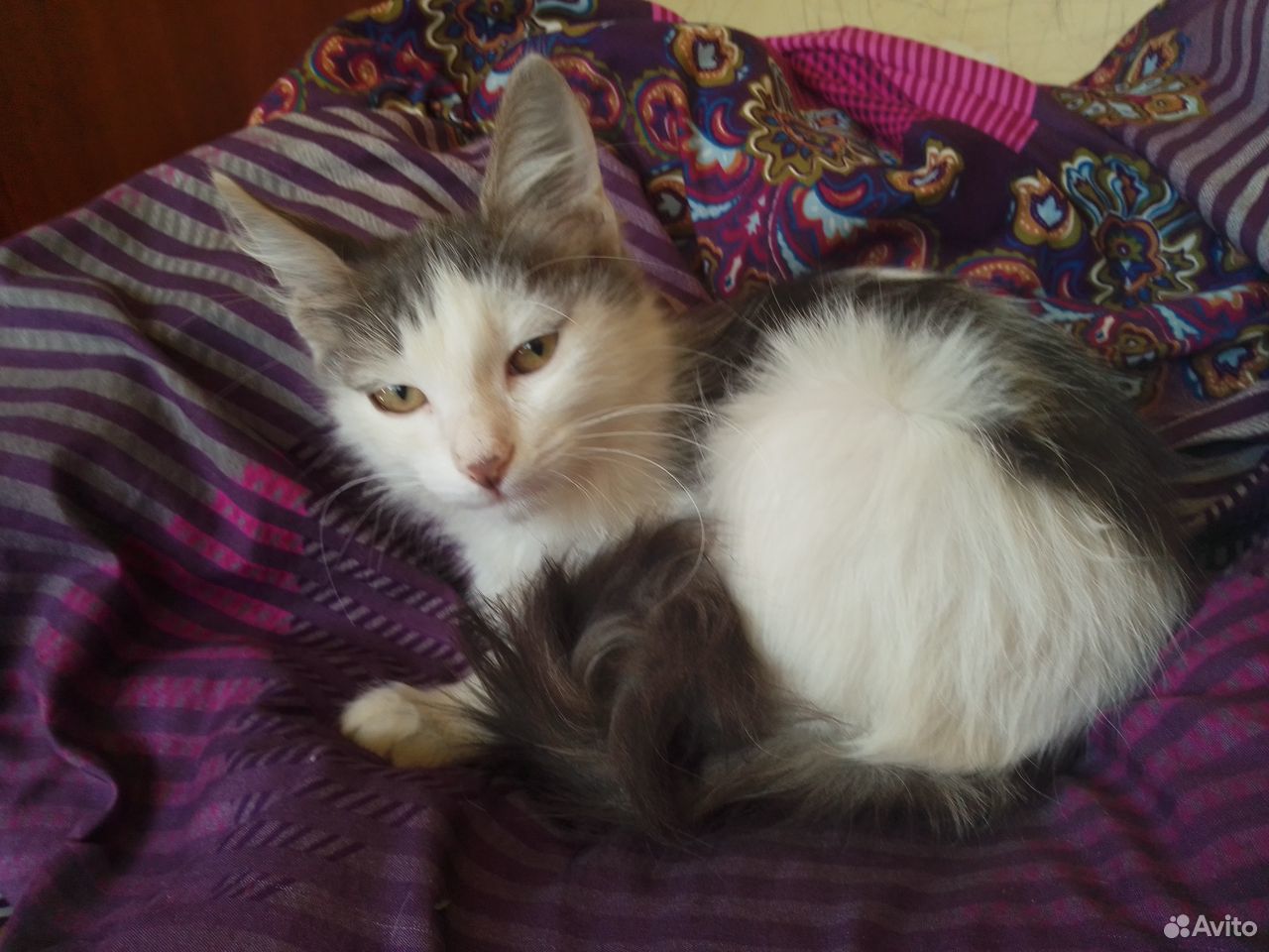 Кот Бублик