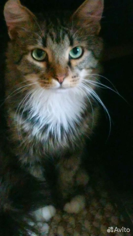 Кошка в дар 1 год