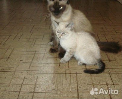 Тайский котенок