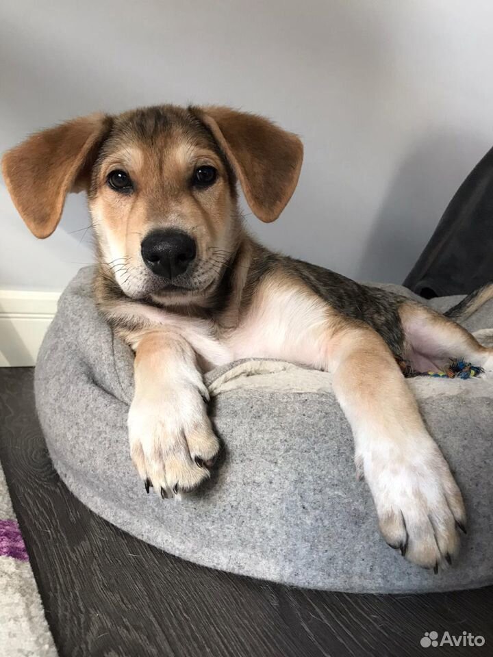 Щенок в добрые руки