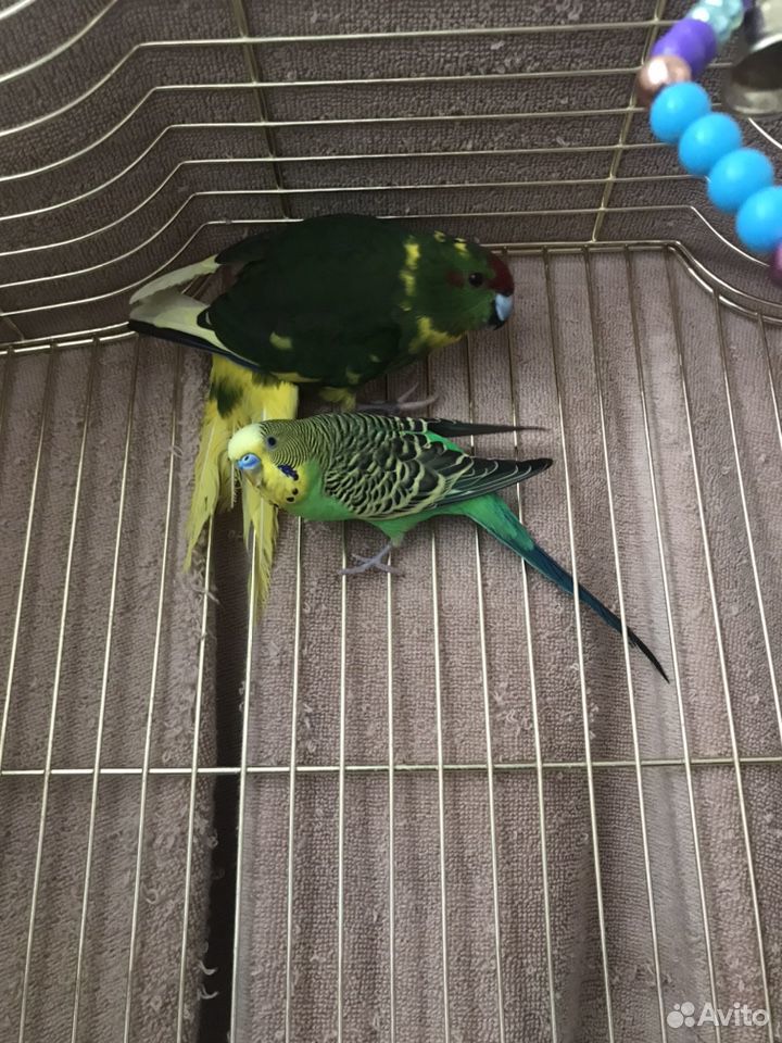Пара попугаев + клетка