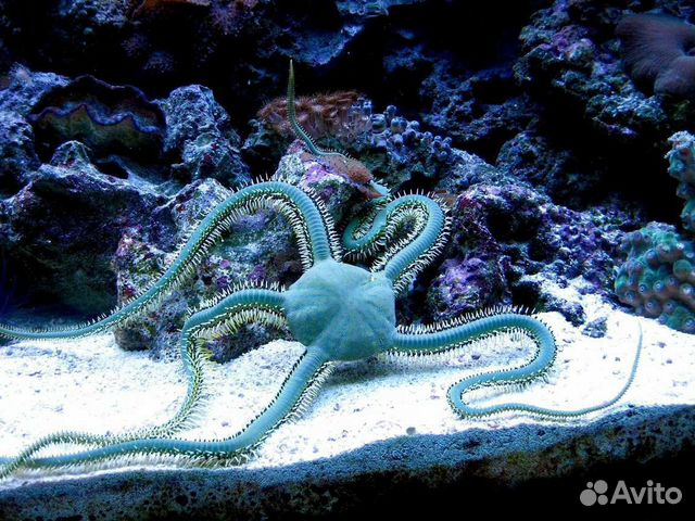 Офиура зеленая (Ophiarachna incrassata)