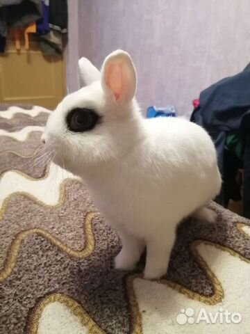 Вязка кролик декоративный