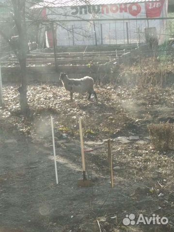 Овцы бараны