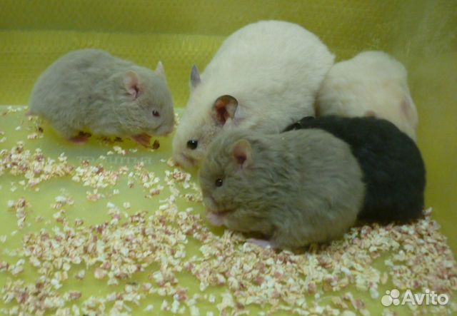 Сирийские Хомяки Рексы Плюшевые Медвежата