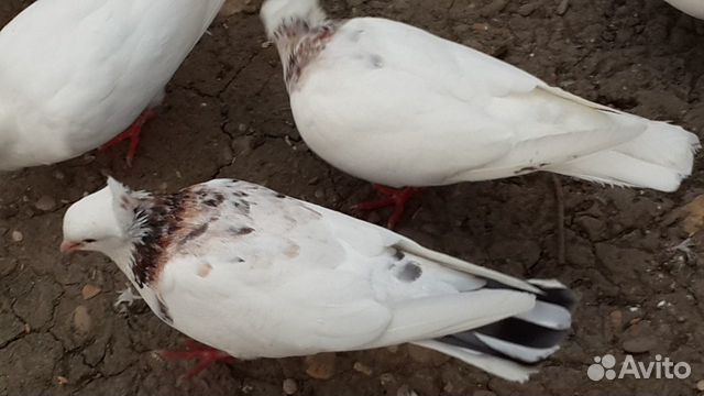 Голуби бакинские лётные