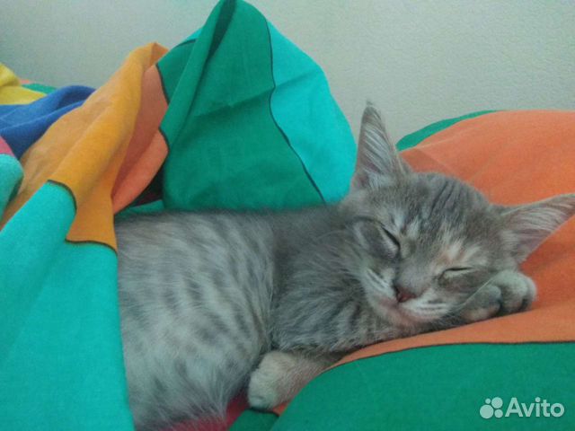 Кошечка ищет дом