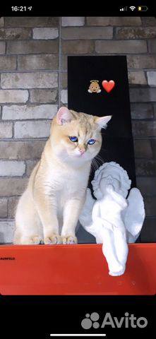 Котик на вязку британец золотая шиншилла