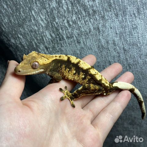 Реснитчатый бананоед