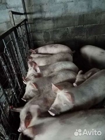 Поросенок ландрас