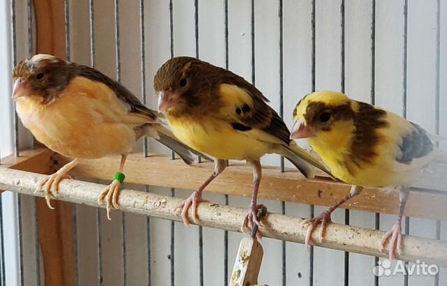 Канарейки (4)