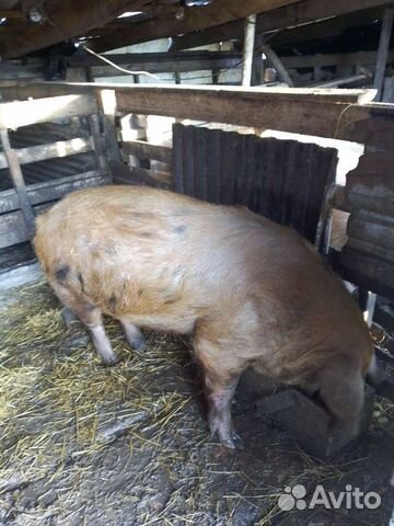 Продаються свиньи