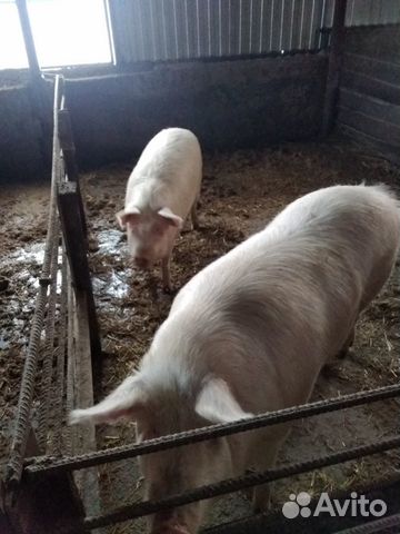 Поросенок ландрас