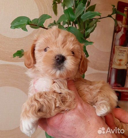 Мальтипу. Тошка - крошка на ладошку. Мини