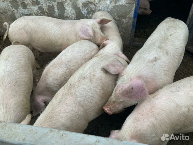 Свиньи