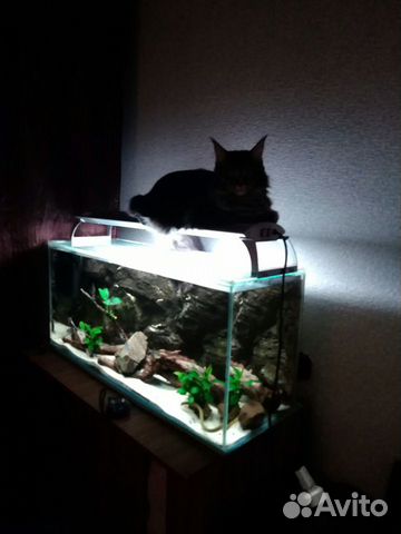 Аквариум и составляющие