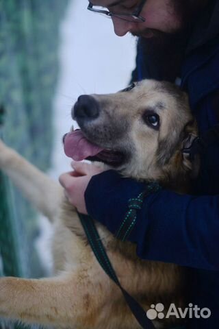 Пушистый комочек ищет дом