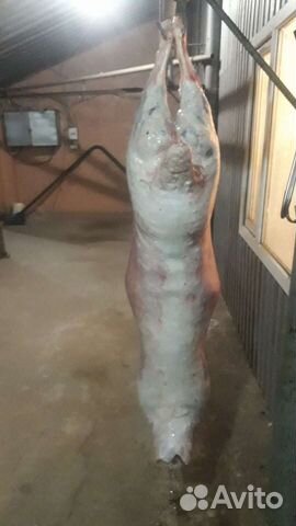 Ягнята баранчики