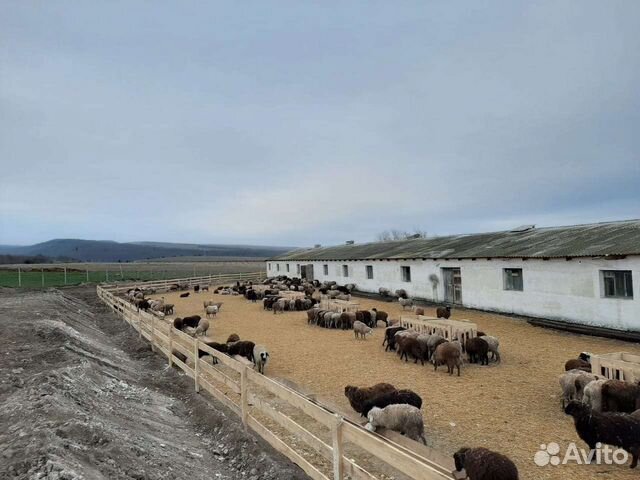 Ягнята, баранина, бараны, овцы