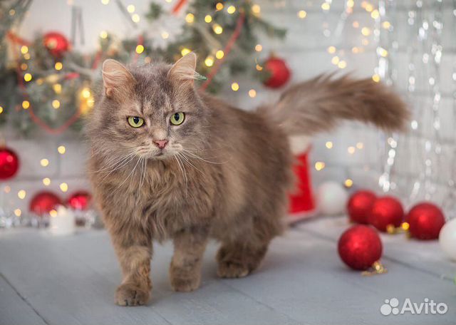 Кошки в добрые руки