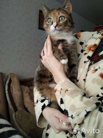 Красавица в поисках дома