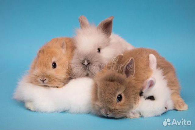 Карликовые крольчата, малыши