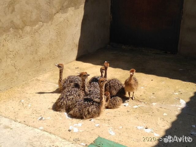 Страусята африканского страуса