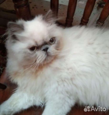 Персидский кот 03.09.2020г