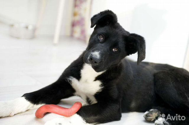 Стелла в дар