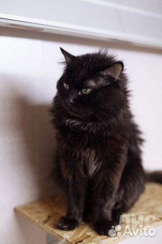Кот Лаки