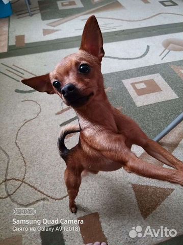 Вязка той терьер