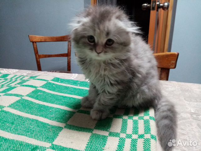 Шотландская шиншила