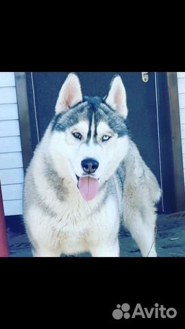 Вязка сибирский хаски