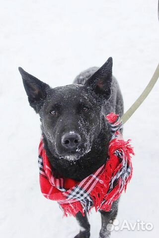 Отдам в хорошие руки, молодой Тим