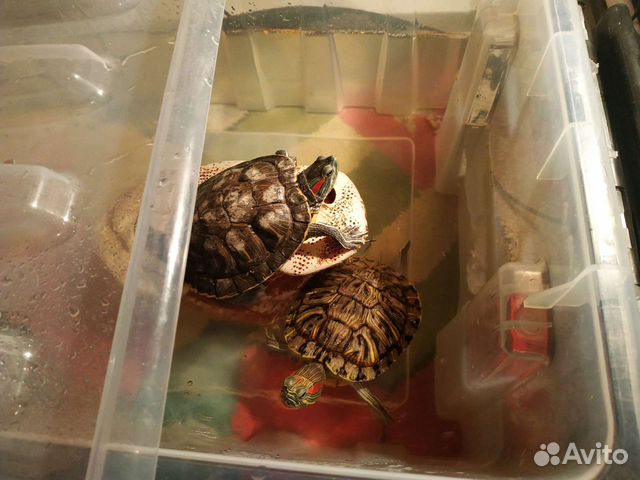 Красноухие черепахи с аквариумом(контейнером)