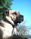 Продам кане корсо