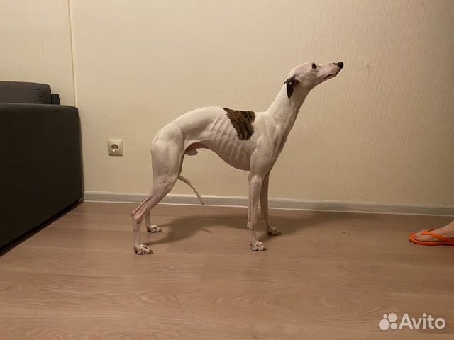 Уиппет случка
