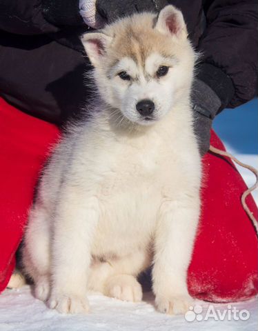 Сибирский хаски