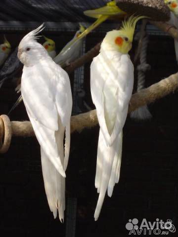 Кореллы молодые ручные