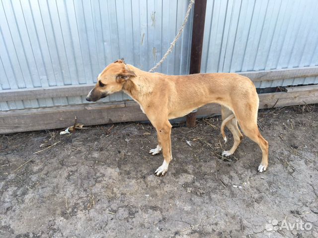 Хортая борзая