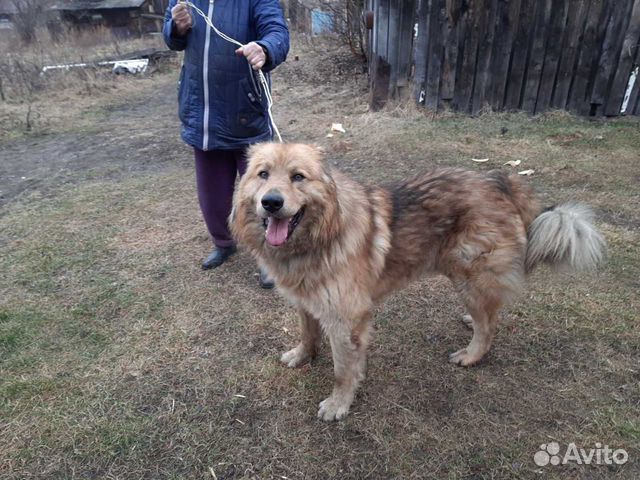 Молодого метиса охранника в дар