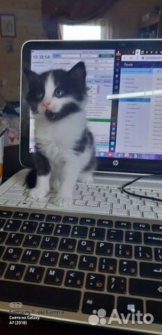 Кошка в дар