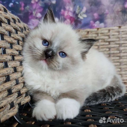 Медвежонок рэгдолл, сил миттед