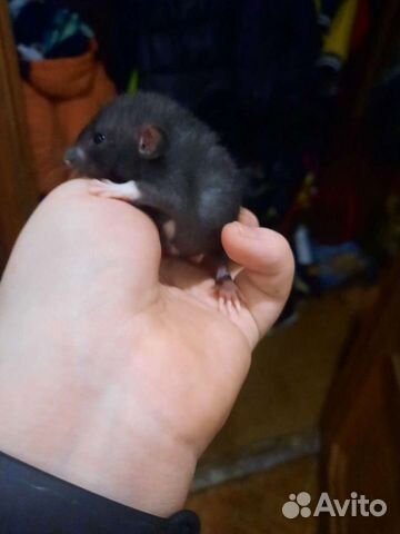 Декоративная крыса