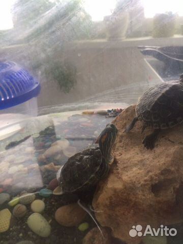 Красноухие черепашки