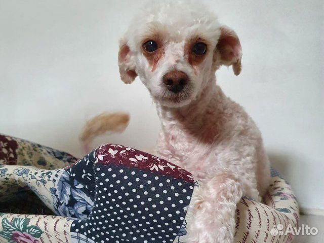 Этому малышу нельзя в приют. Зефирка в добрые руки