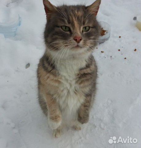 Помощь бездомным животным