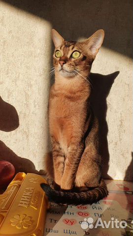Абиссинский кот